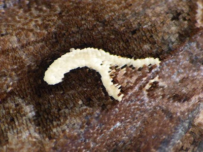 The Bagsy Blog: 07/16/12