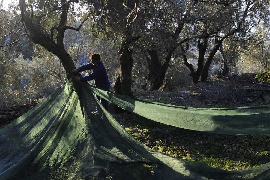 NEWS MESSINIA - ΜΕΣΣΗΝΙΑΚΑ ΝΕΑ και ΕΙΔΗΣΕΙΣ: ΣΤΑ ΚΑΓΚΕΛΑ ΟΙ ΠΑΡΑΓΩΓΟΙ ...