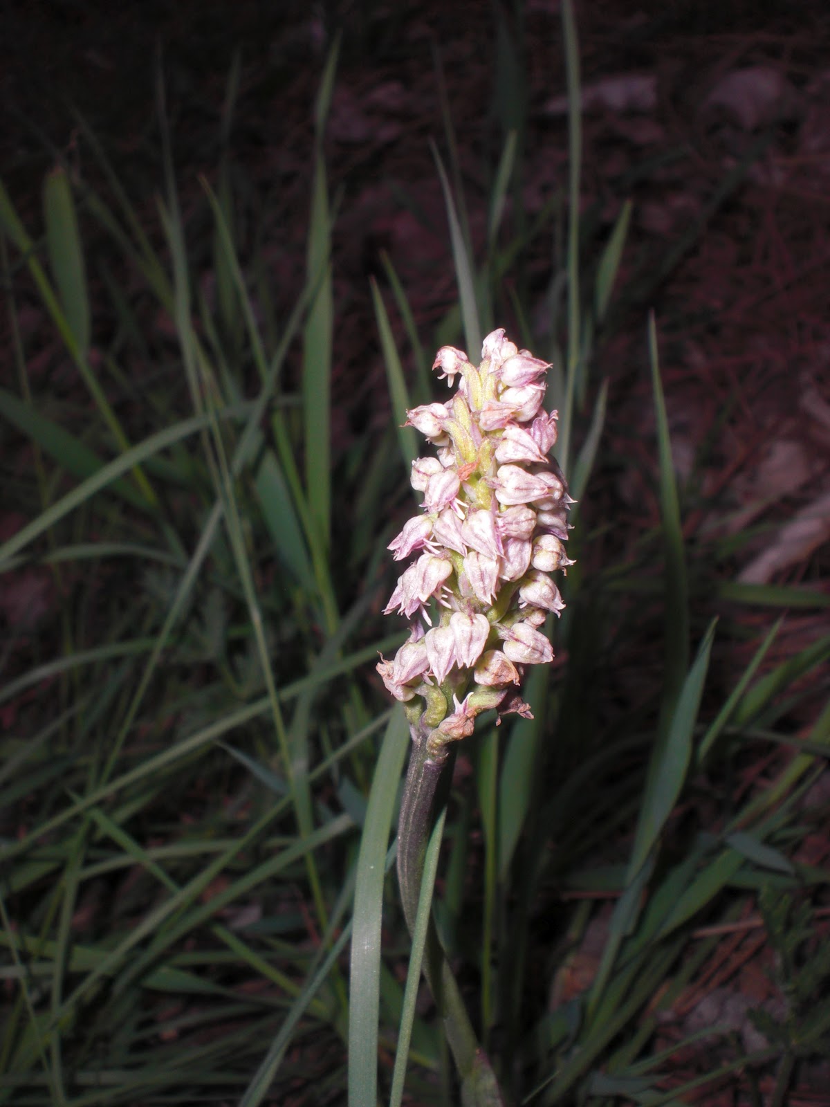 Perfumes y luces de Extremadura: Neotinea maculata.Familia: Orchidaceae.