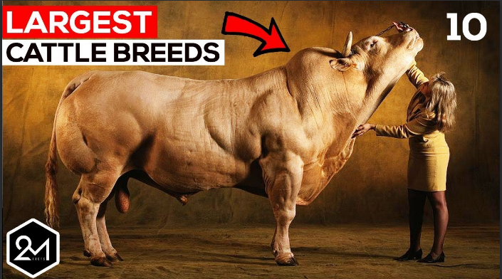 Top 10 Biggest Cattle Breeds In The World - Biggest Cows