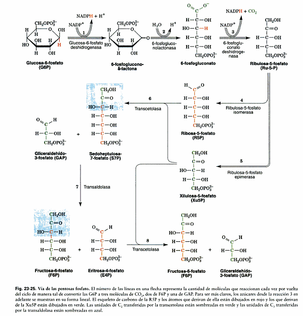 LA MALARIA Y LA GLUCOSA-6-FOSFATO DESHIDROGENASA