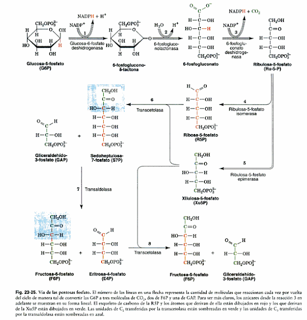 LA MALARIA Y LA GLUCOSA-6-FOSFATO DESHIDROGENASA