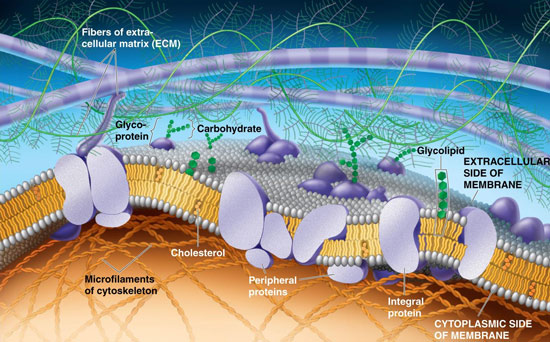 bioquimica: Breve resumen de las membranas biologicas. Estructura y funcion