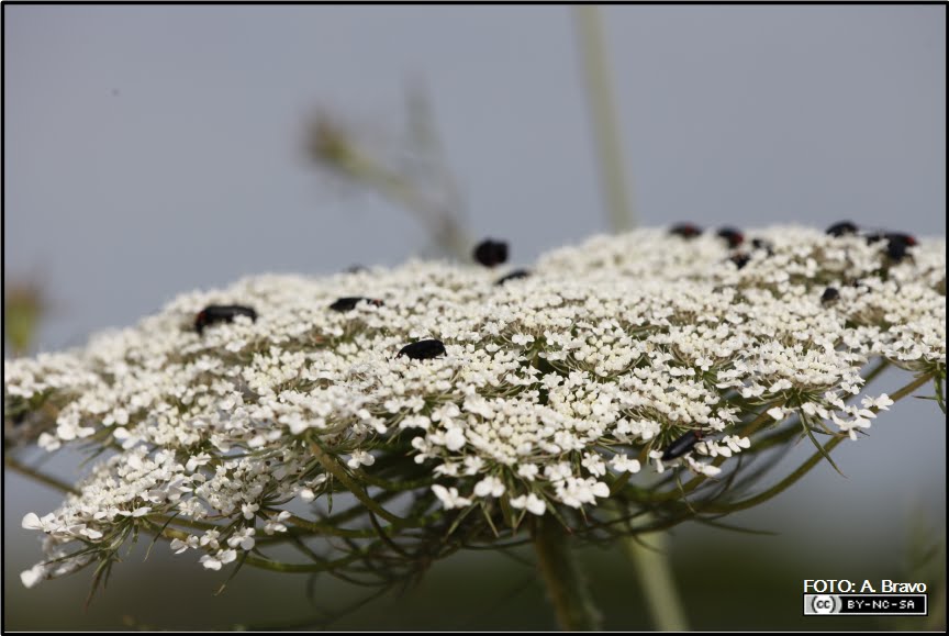 FAUNA AUXILIAR: FAM. APIACEAE (UMBELLIFERAE)