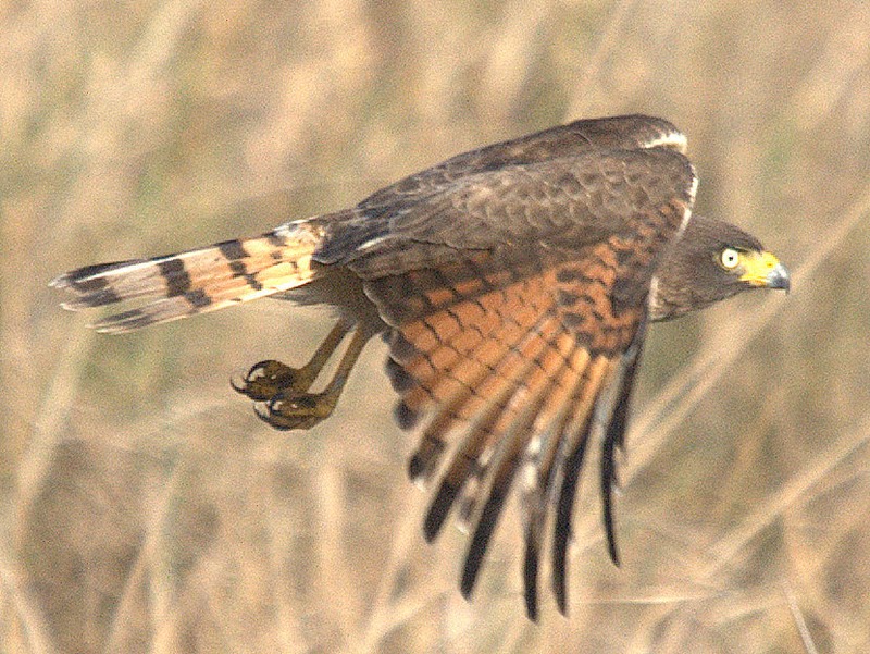 clearlyconfused: Birds of Argentina 2011 Post 5 - After the Rain