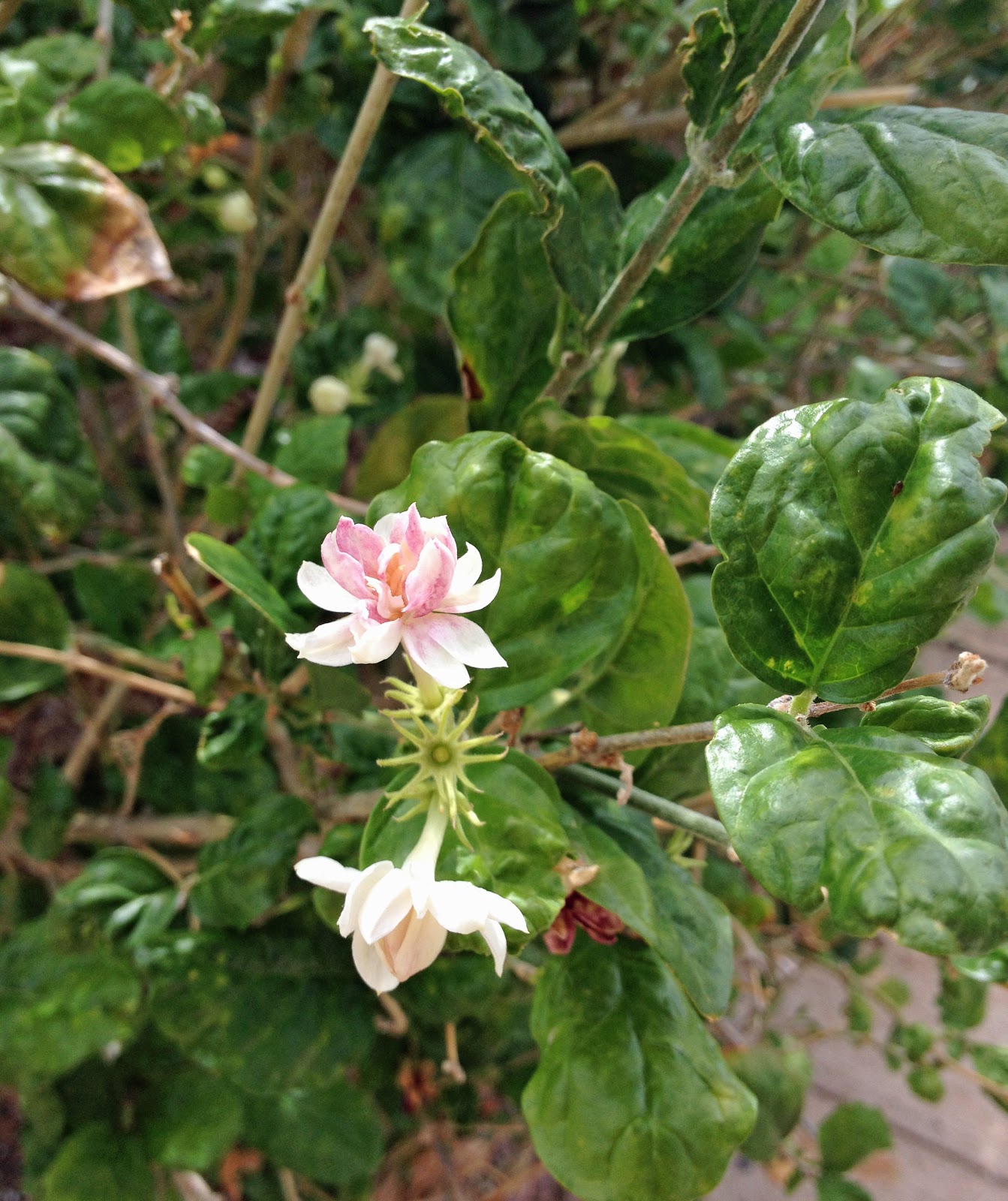 The Walking Hawaiian