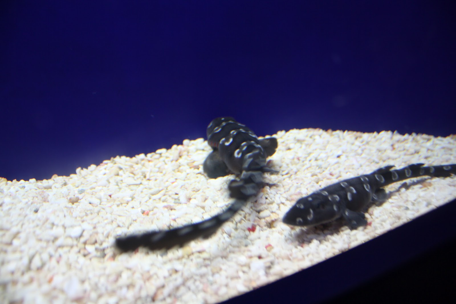 Marine Biology: Chiloscyllium plagiosum