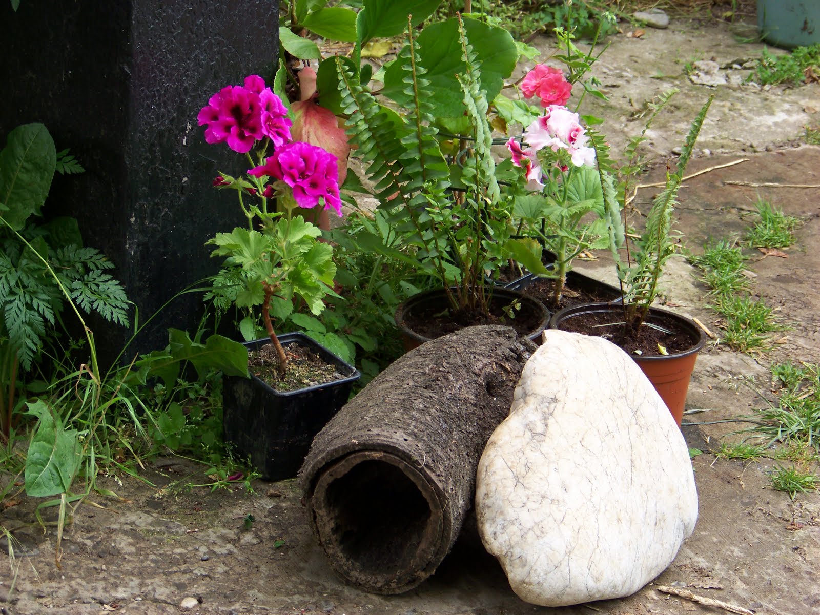 MAGIC GARDEN: ARANJAMENT PLANTE DE GRADINA