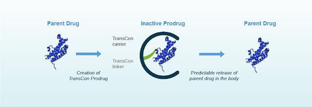Treating Achondroplasia: Treating achondroplasia: TransCon CNP showed ...