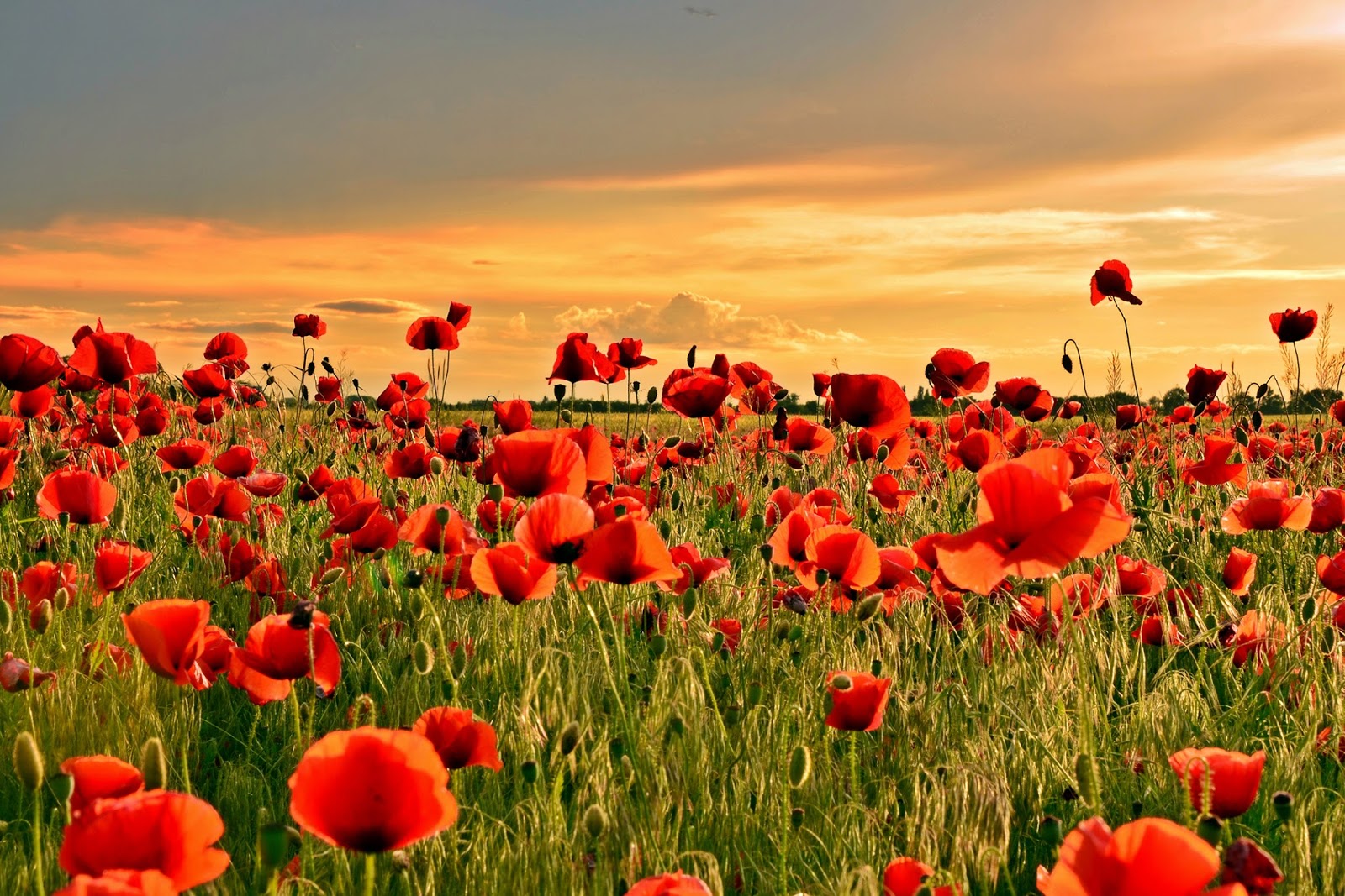 Muzica şi poezia , prietenii sufletului meu!: Flori de mac