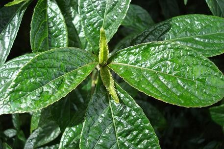 Khasiat dan Manfaat Daun Sendok atau Ki Urat Bagi Kesehatan - WEB SMART