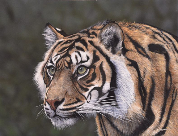 VL Studio Visits: UK Wildlife Artist Robbie Graham Featured Studio Visit.