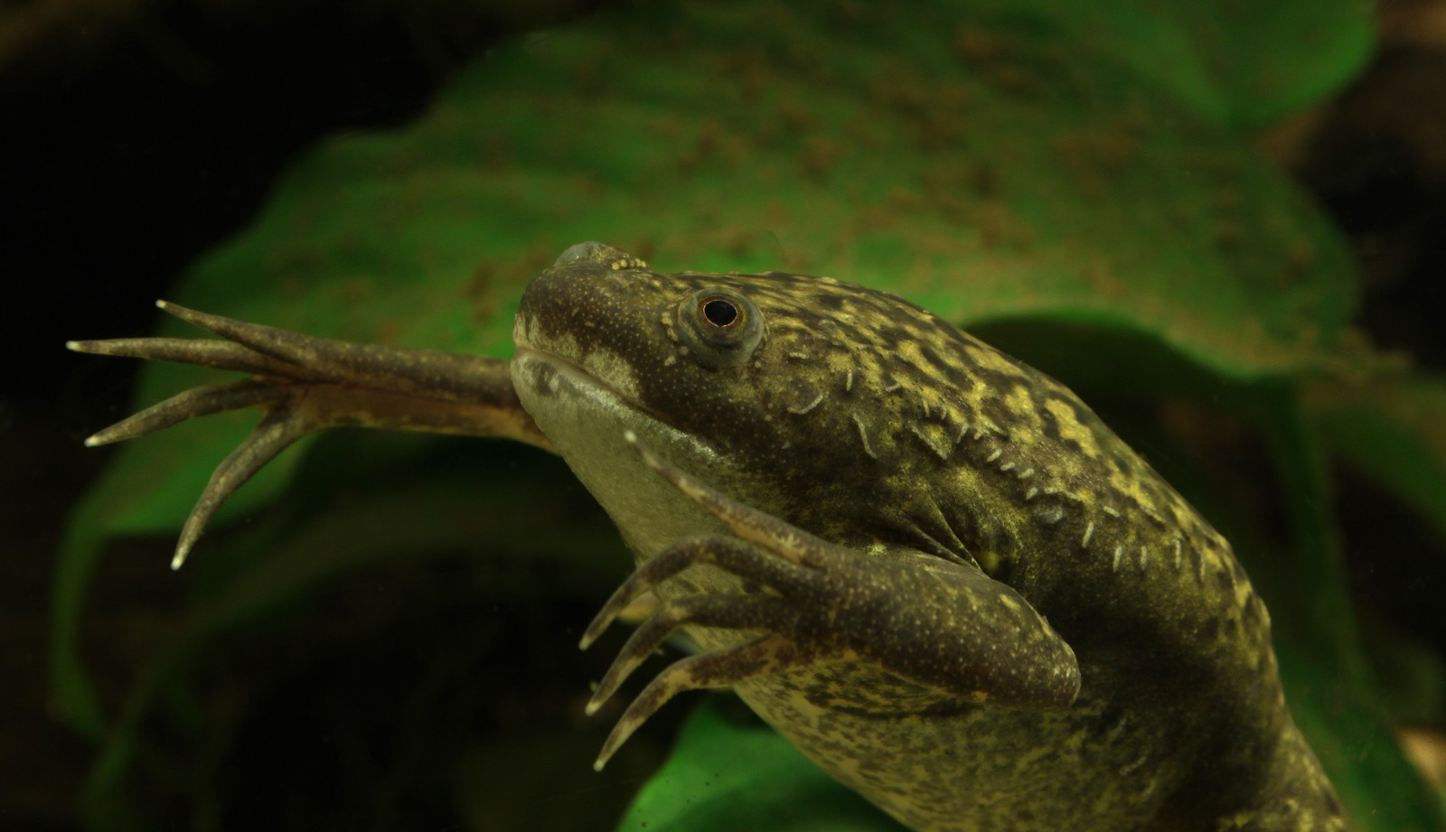 Xenopus Frog 12 Awesome Pet Amphibians | Reptile Centre