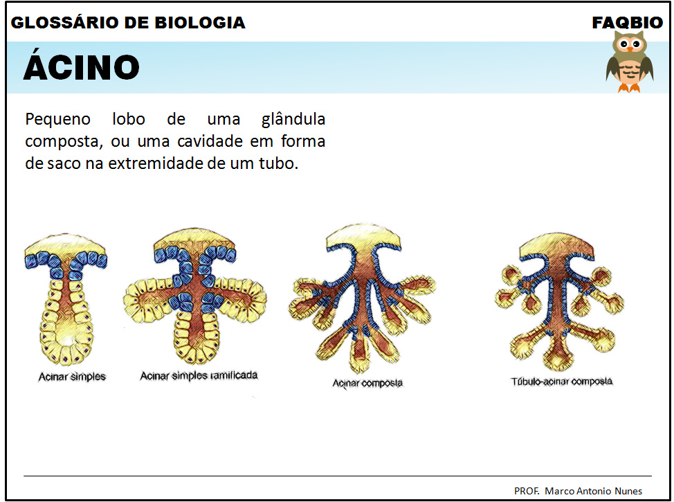 FAQBIO - Apoio ao Estudo de Biologia: GLOSSÁRIO DE BIOLOGIA: ÁCINO