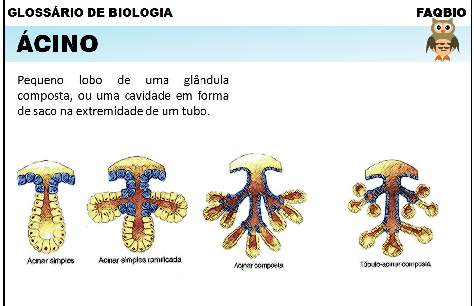 FAQBIO - Apoio ao Estudo de Biologia: GLOSSÁRIO DE BIOLOGIA: ÁCINO