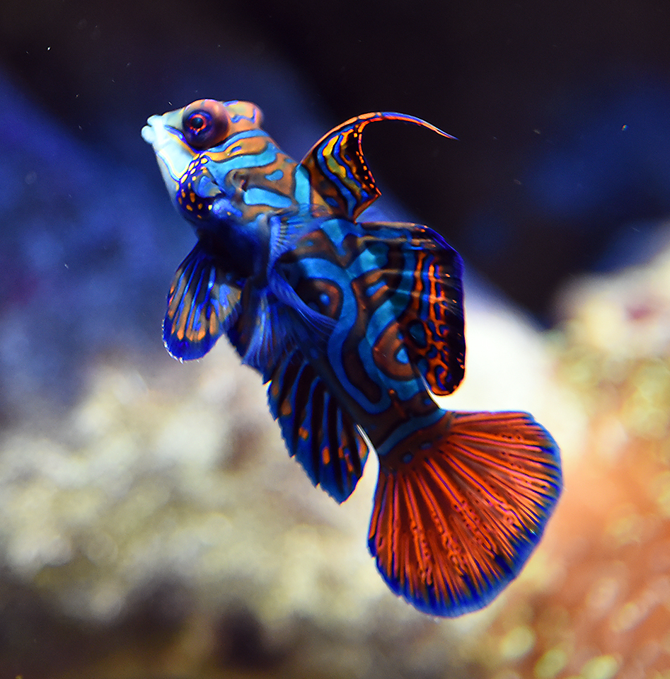 Universe Fish BR: Peixe - Mandarim e Suas Características