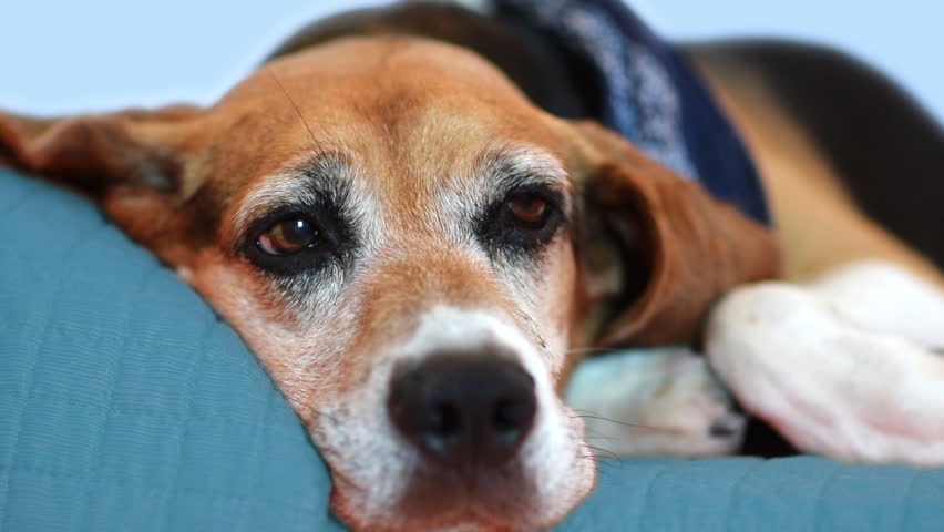 diario7-archivos: SEIS SEÑALES DE DOLOR EN LAS MASCOTAS