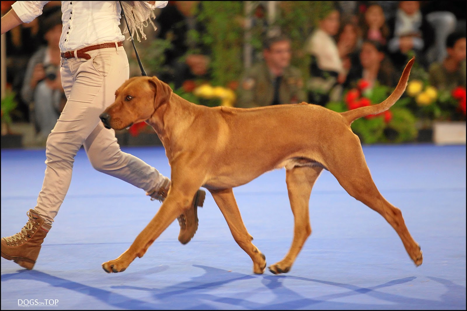 Cachorros Leão da Rodésia: Barak