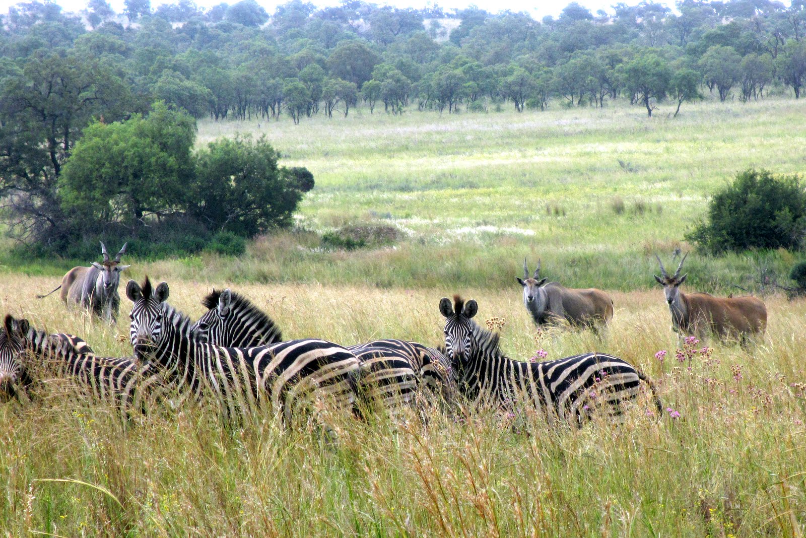 The Cohen-Frankel Safari