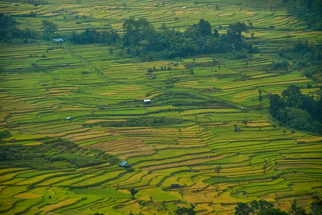 Naga photo blog: Rice field jakhama