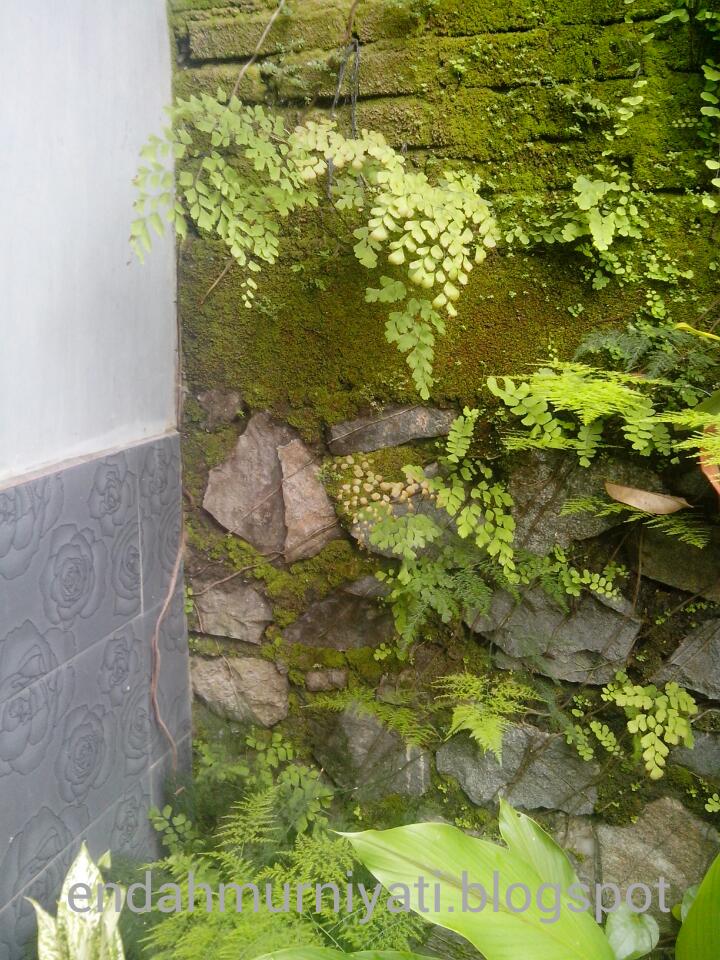 Endah Murniyati's Journey: WILD FERN ON OUR GREEN WALL
