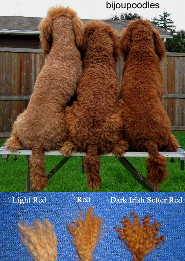 Huxtable The Poodle | Toy Poodle Blog | Parti Poodle: Red and White ...