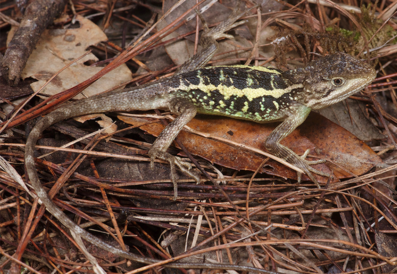 Species New to Science: [Herpetology • 2017] Rediscovery of the ...