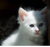 Anak Kucing Angora dari Turki