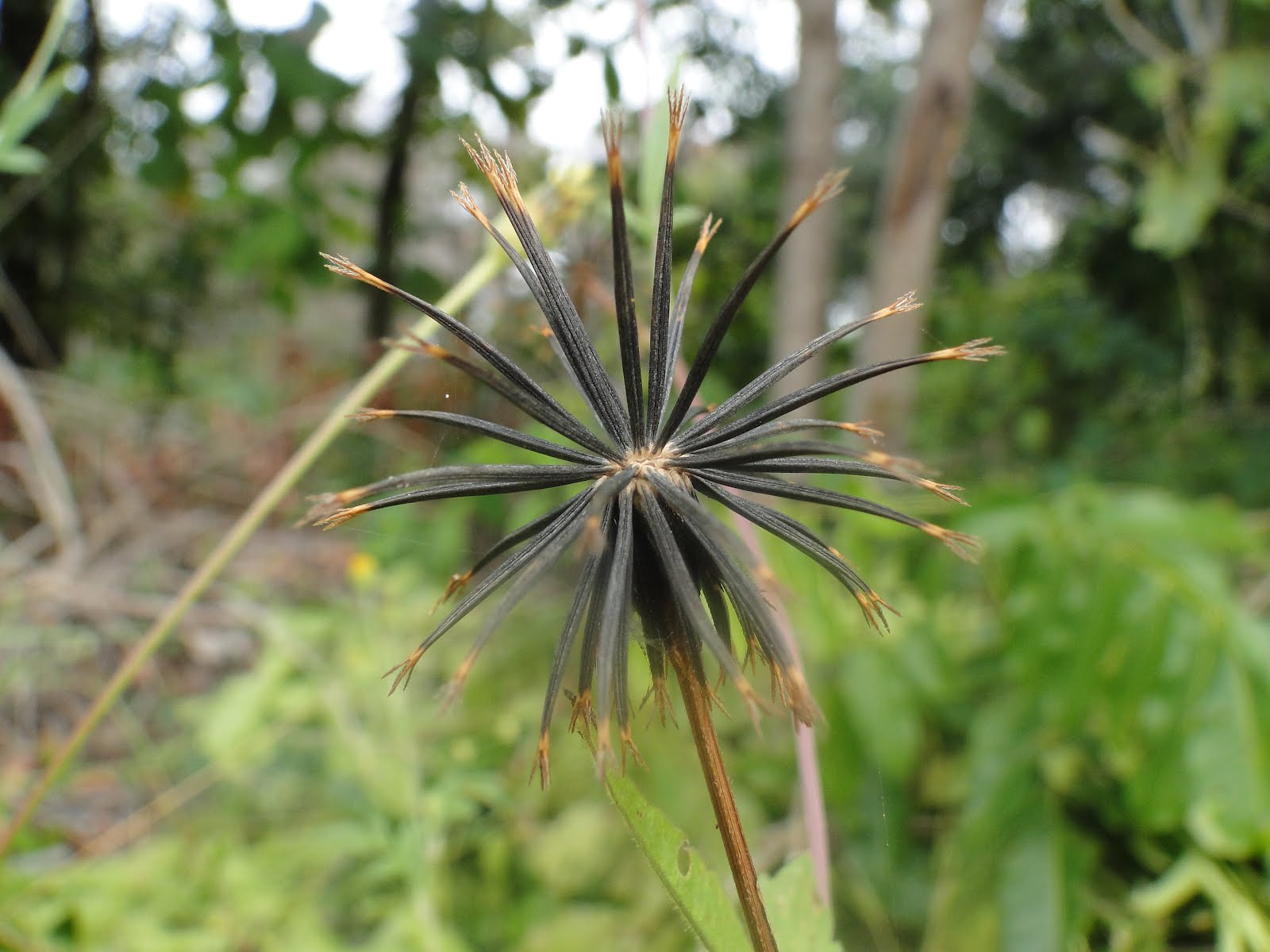 VIVENDO COM CIÊNCIA: Erva Daninha Danadinha e Disseminação de Sementes