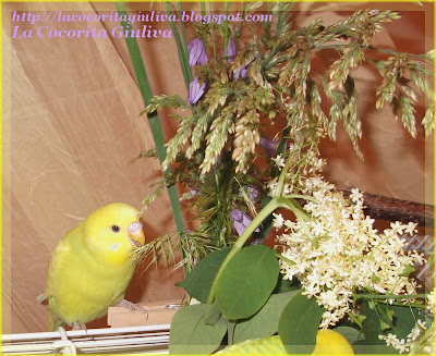 LA COCORITA GIULIVA: Alimentazione delle Cocorite: erbe prative e fiori