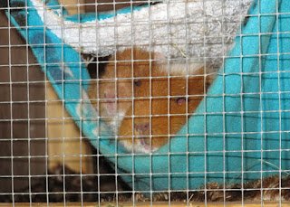 All Things Guinea Pig: Fatty Boomba Pig