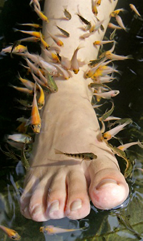 Serba Serbi Ikan: Terapi Ikan (Fish Therapy)