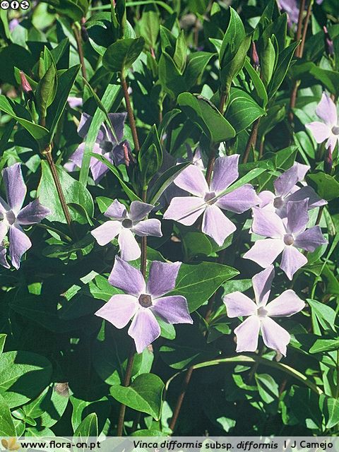 M O U R A M O R T A: A Erva da Inveja