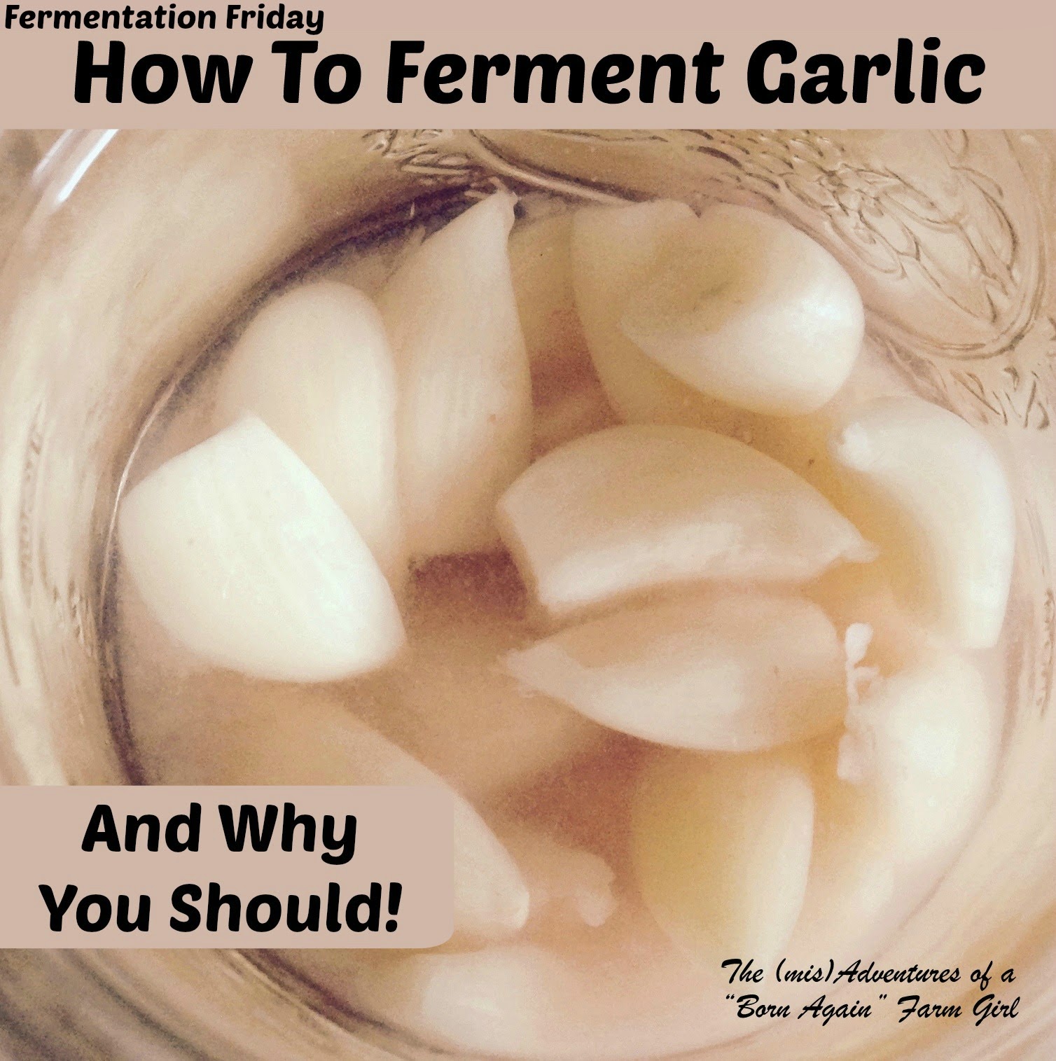 How To Ferment Garlic And Why You Should! - The (mis)Adventures of a ...