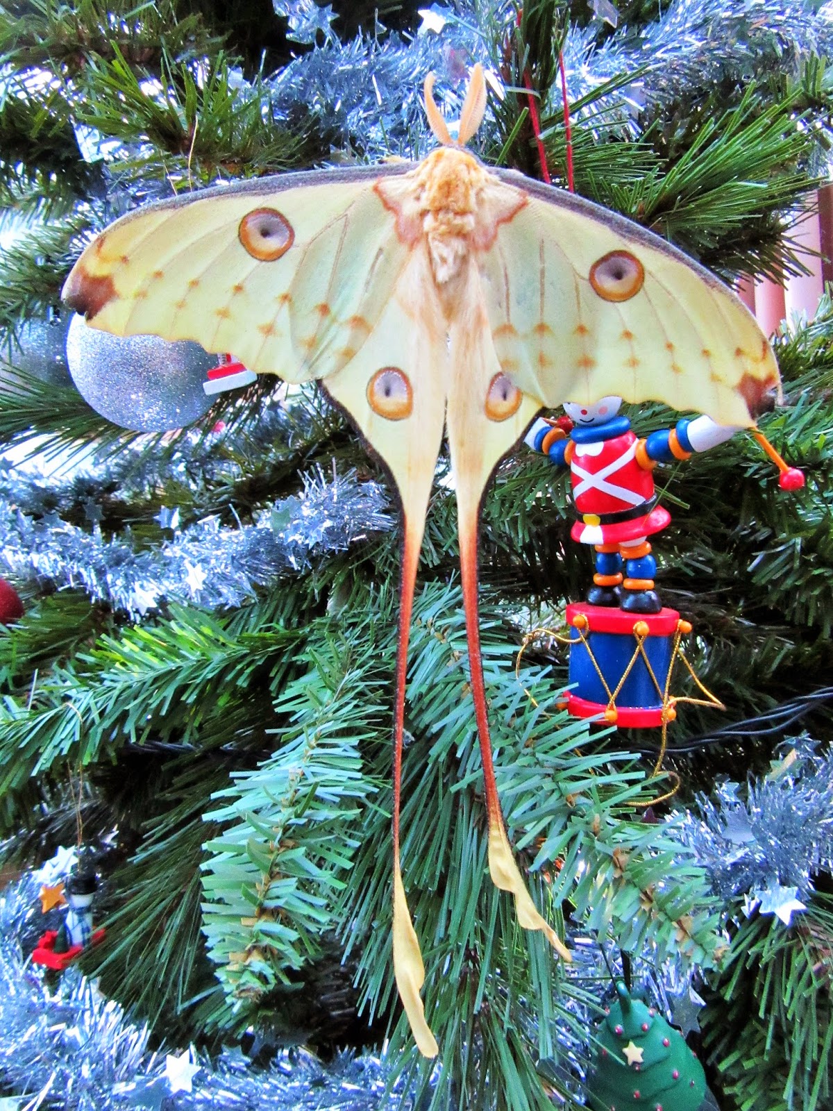 Bug Mad Girl: Moon moths on your Christmas tree