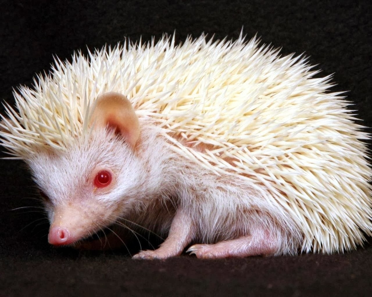 Rare Defect - Albino