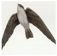 Gambar Burung Walet | Dunia Binatang