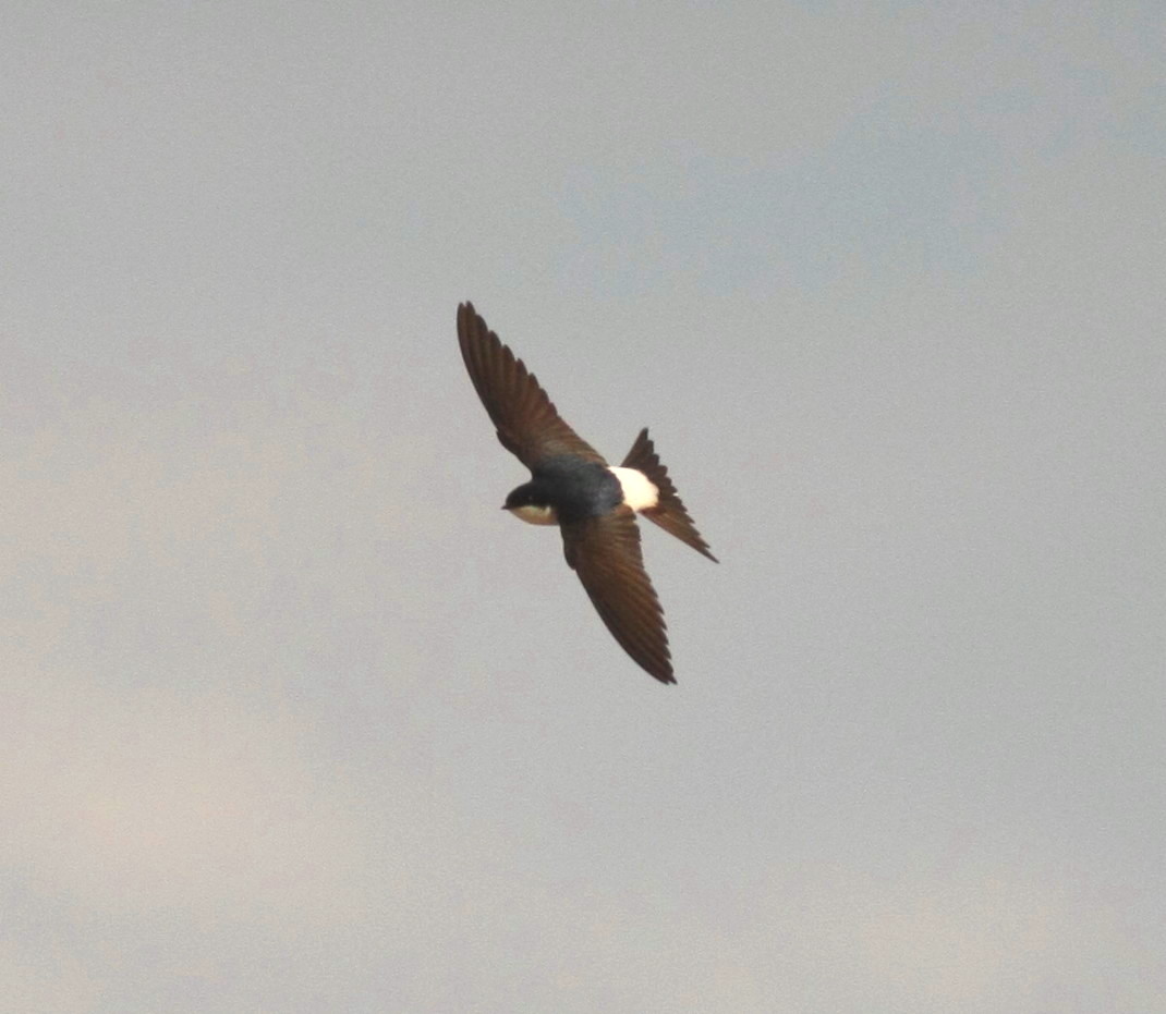 La Palma Birds: House Martin and Alpine Swift