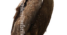 Biodiversity of Sri Lanka: සර්ප රාජාලියා [Sarpa Rajaliya]/Crested ...