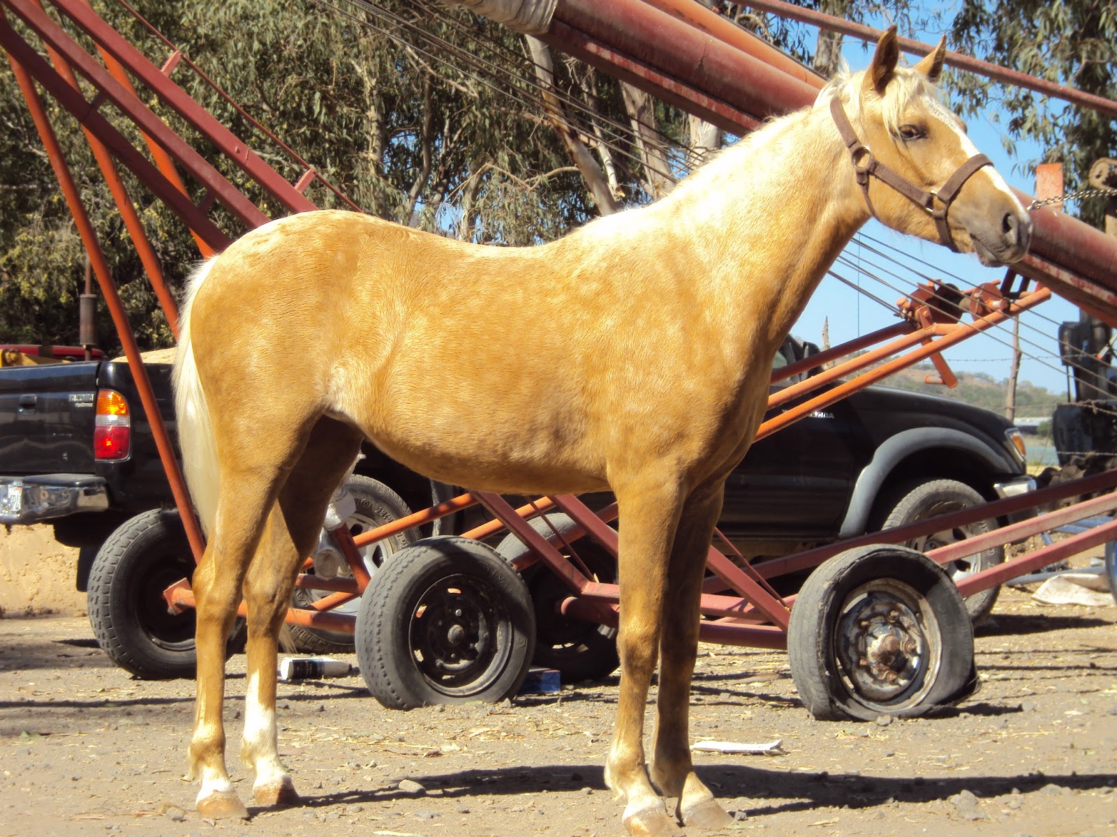 rancho mendoza: potranca palomina