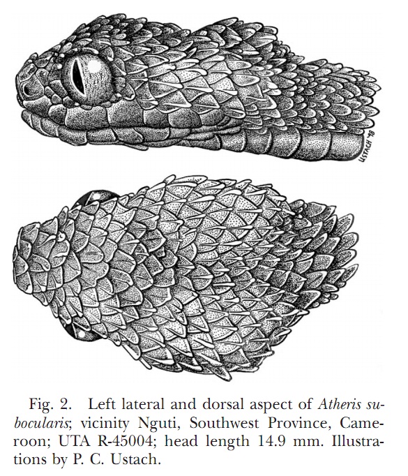 Species New to Science: [Herpetology • 2001] Atheris subocularis ...