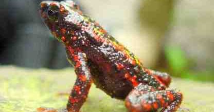 Kodok Merah