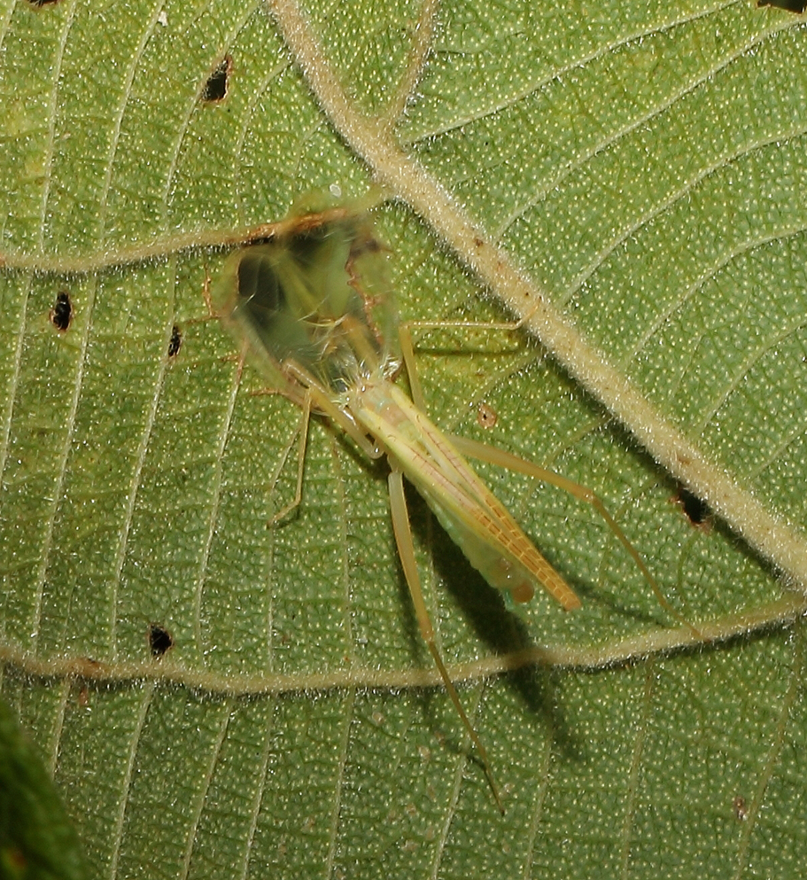 BunyipCo: Australian Tree Crickets