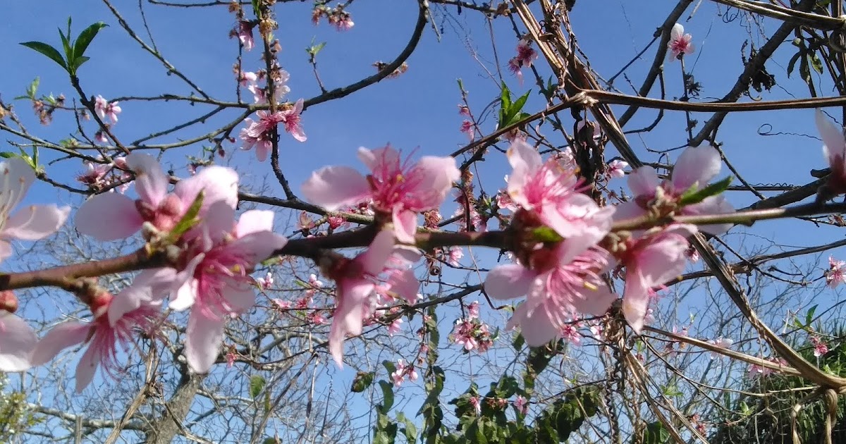 Terra e Sementes: Pessegueiro