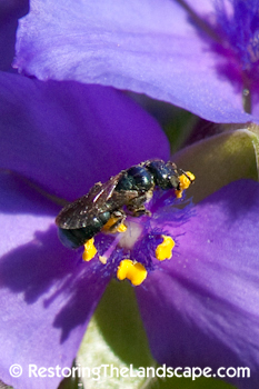Restoring The Landscape With Native Plants: Native Bee Spotlight: Small ...