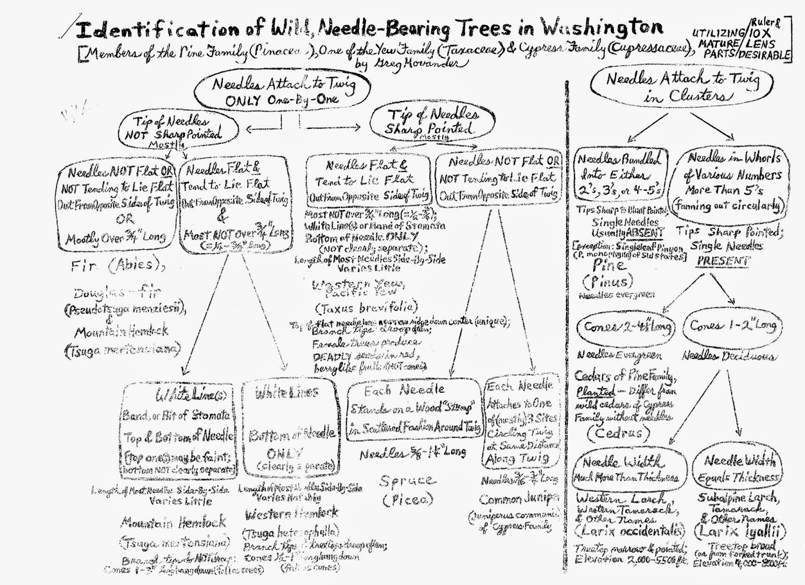 Hovander Mycology and Edibles: North Cascadian Tree Indentification ...