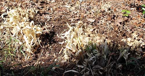 Garden Lady How To Trim Pampas Grass Videos Included