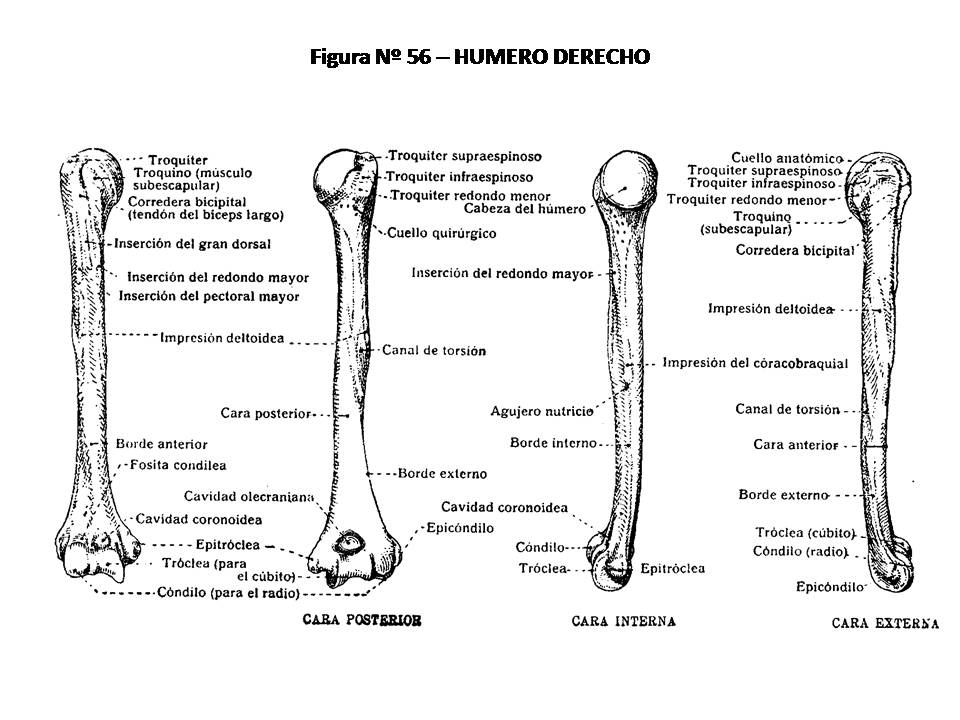 ATLAS DE ANATOMÍA HUMANA: 56. HÚMERO DERECHO.