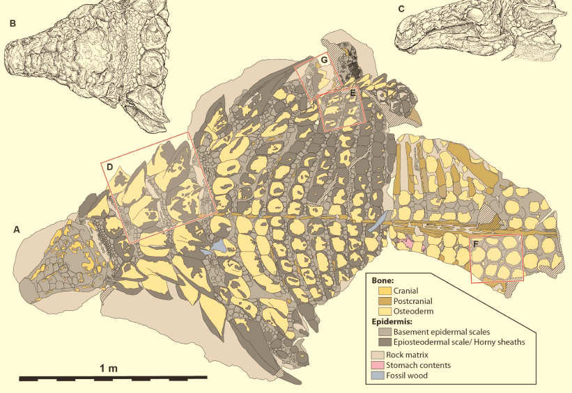 Species New to Science: [Paleontology • 2017] Borealopelta ...