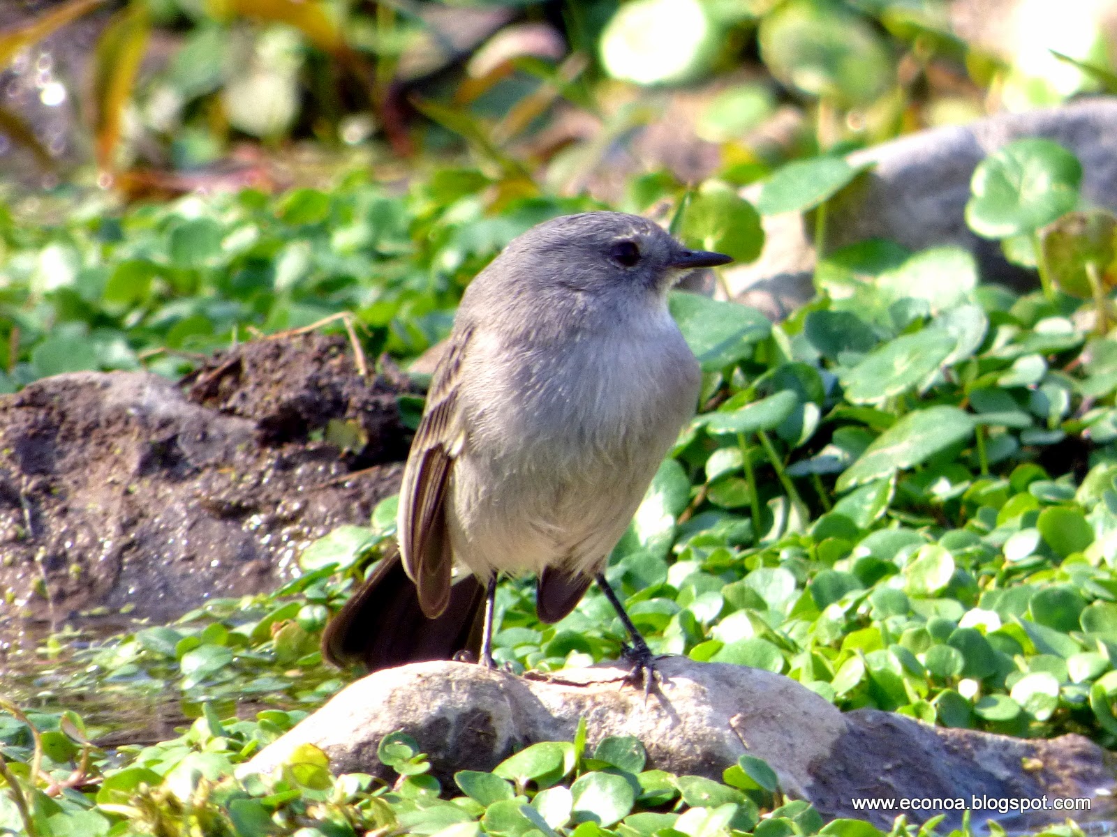 Aves del NOA y algo mas..: septiembre 2014